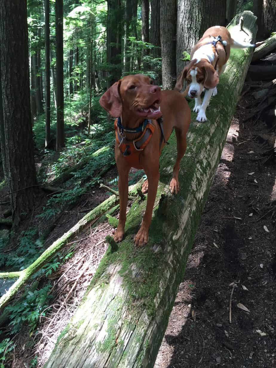 Signs of Prey Drive in Dogs and How to Manage It | Your Dog Advisor