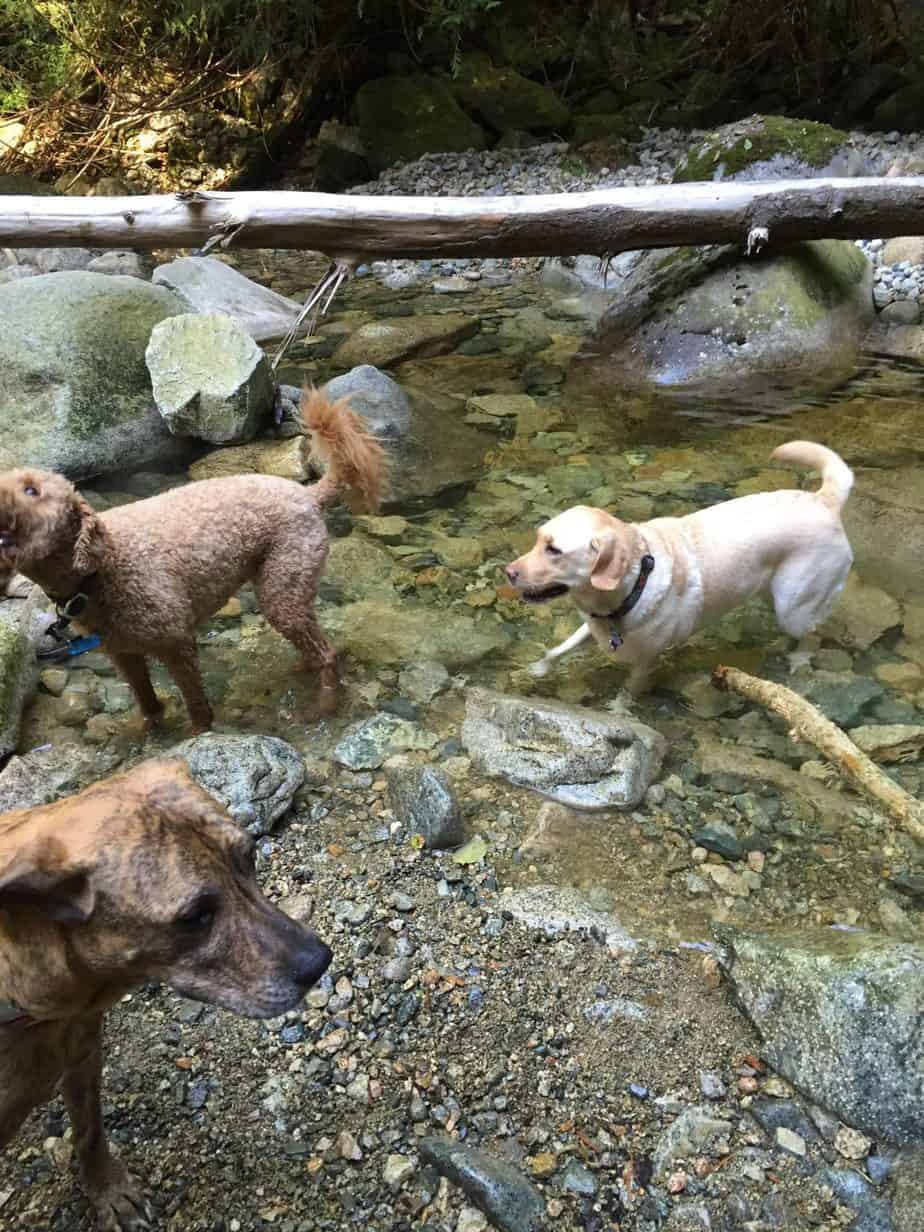 Signs of Prey Drive in Dogs and How to Manage It | Your Dog Advisor