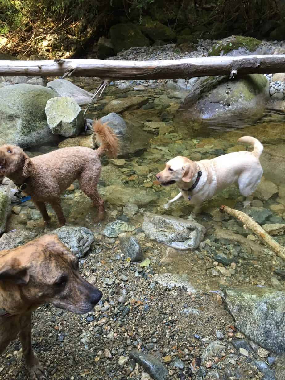 Signs of Prey Drive in Dogs and How to Manage It | Your Dog Advisor