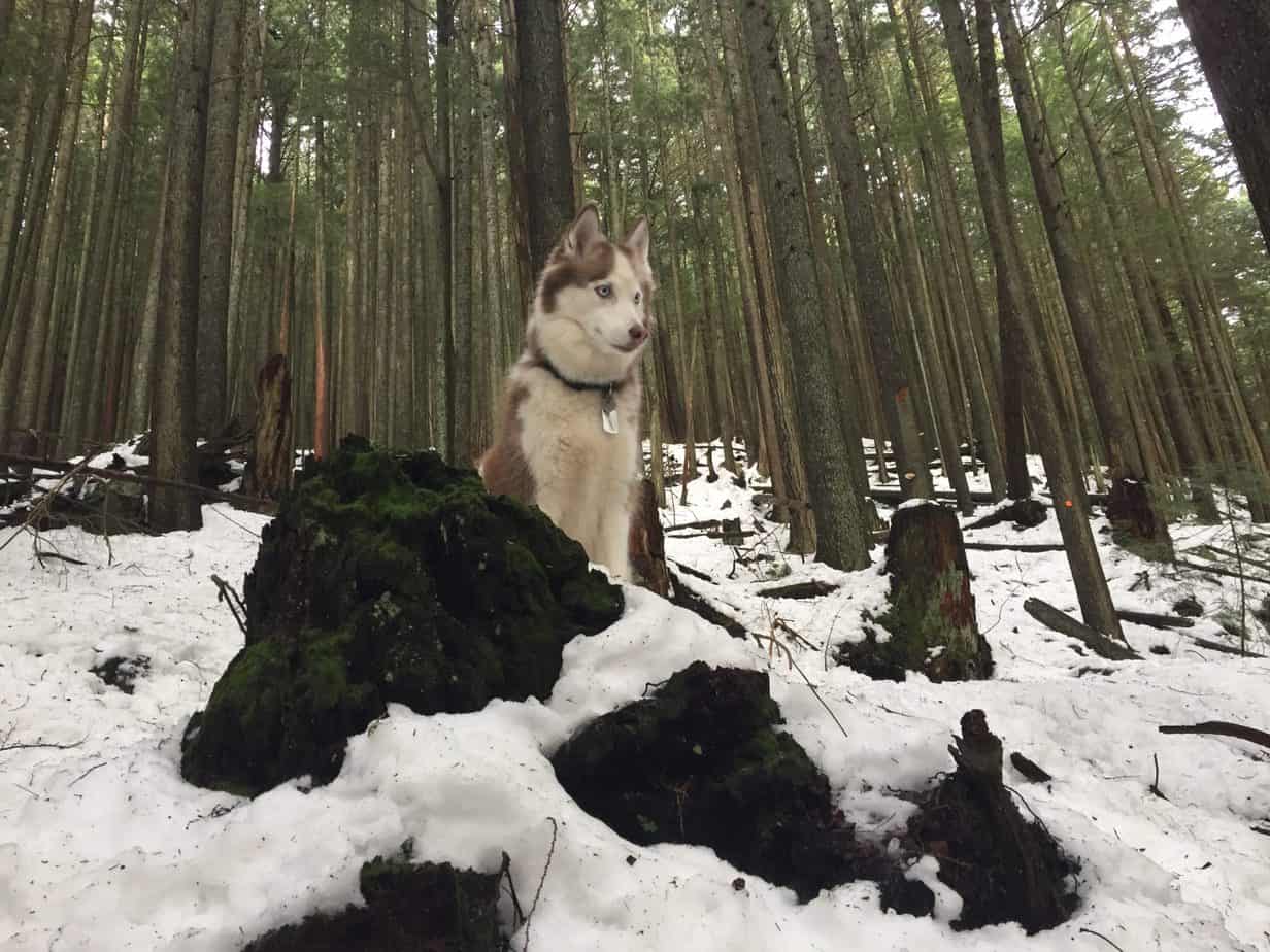 Signs of Prey Drive in Dogs and How to Manage It | Your Dog Advisor