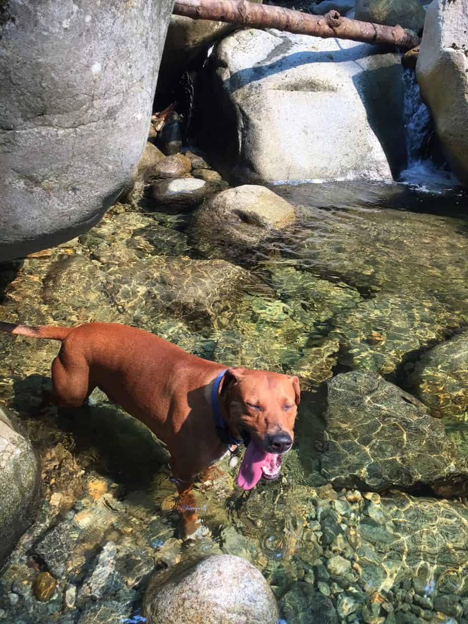 Signs of Prey Drive in Dogs and How to Manage It | Your Dog Advisor