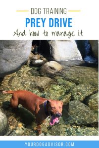 Signs of Prey Drive in Dogs and How to Manage It | Your Dog Advisor