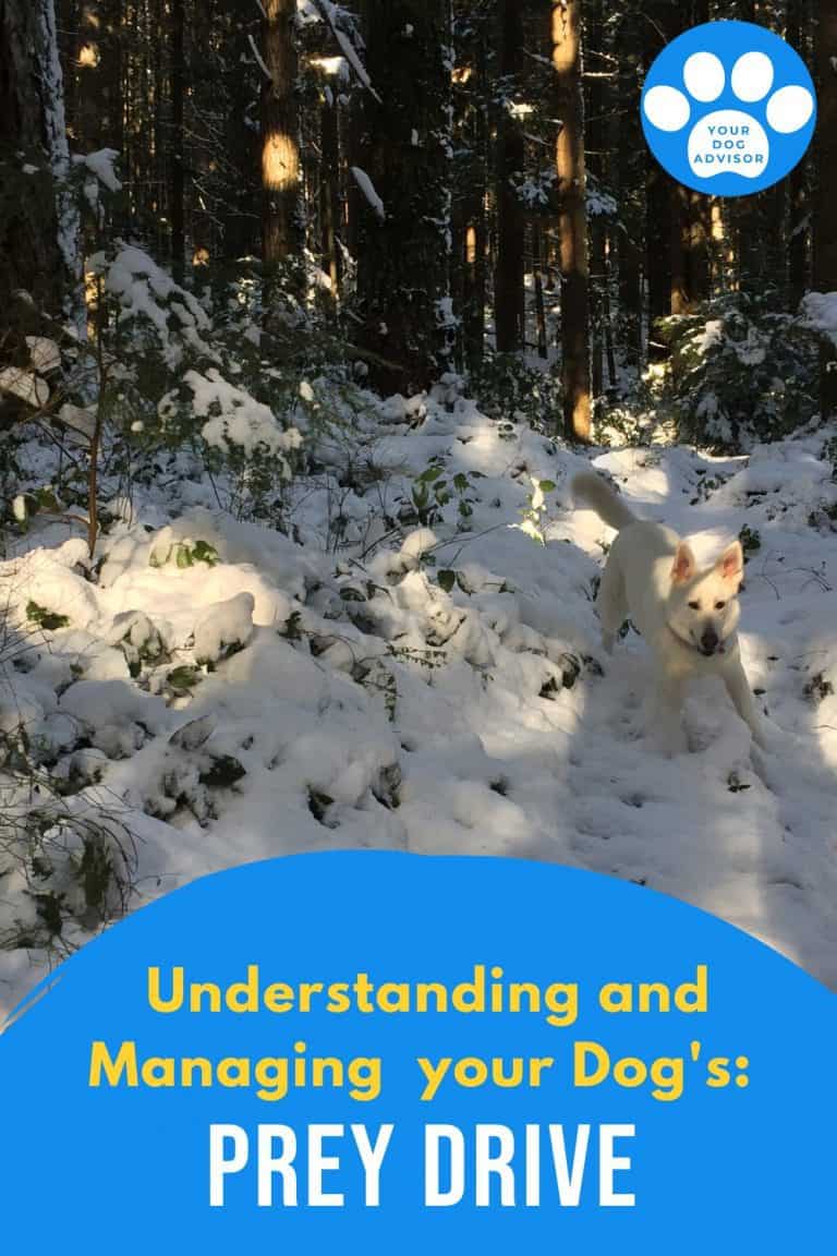 Signs of Prey Drive in Dogs and How to Manage It | Your Dog Advisor