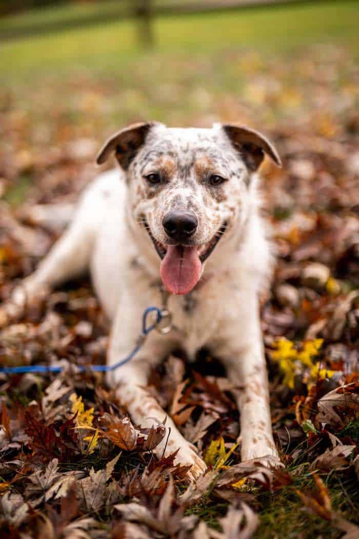 The Texas Heeler - Everything You Need To Know About This Unique Mix ...
