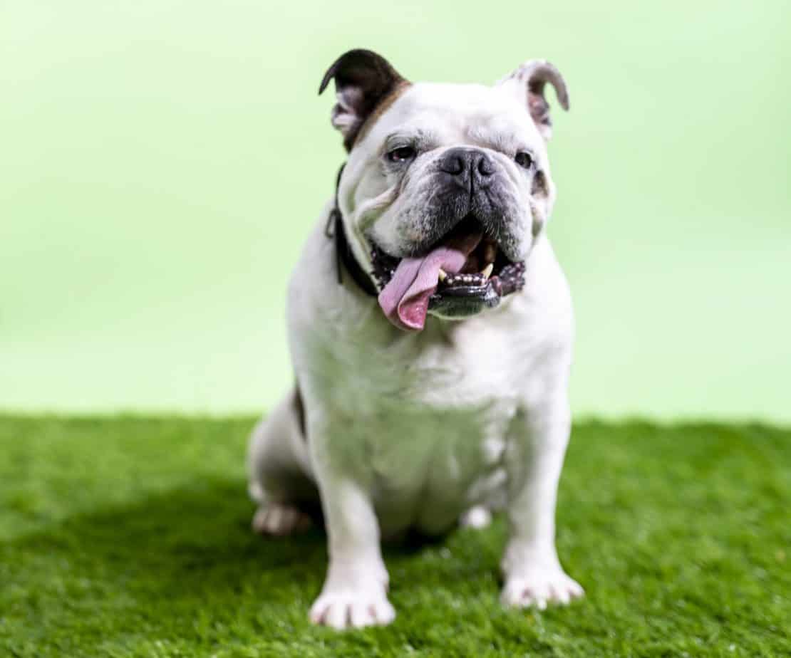 12 Bulldog Mix Dogs That Will Steal Your Heart | Your Dog Advisor