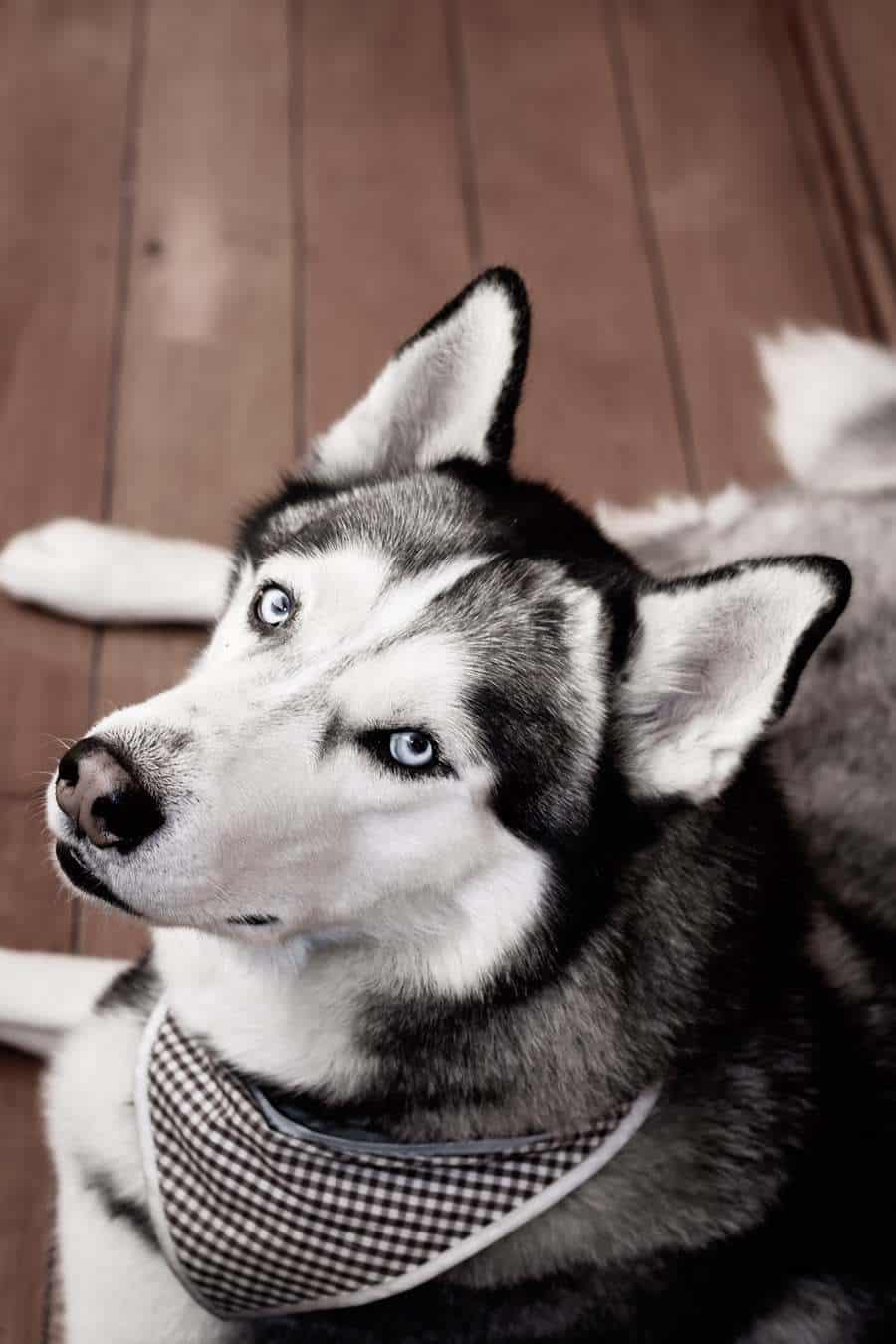 12 Husky Mix Dogs You Have To See to Believe | Your Dog Advisor