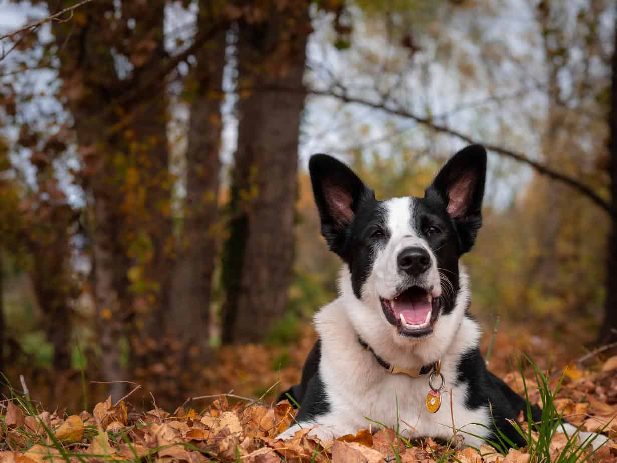 12 Husky Mix Dogs You Have To See to Believe | Your Dog Advisor