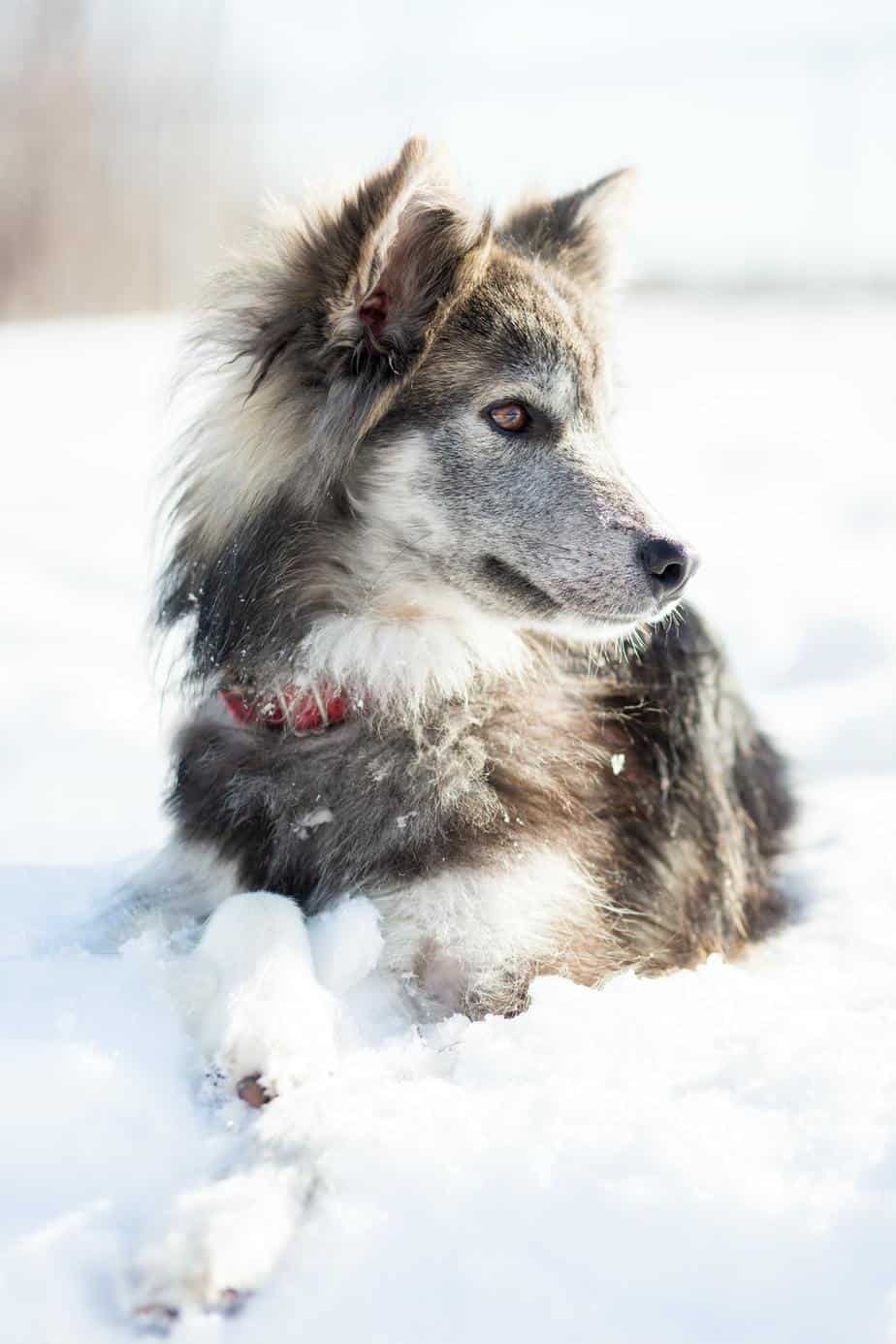 12 Husky Mix Dogs You Have To See to Believe | Your Dog Advisor