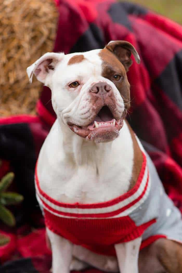 12 Bulldog Mix Dogs That Will Steal Your Heart | Your Dog Advisor