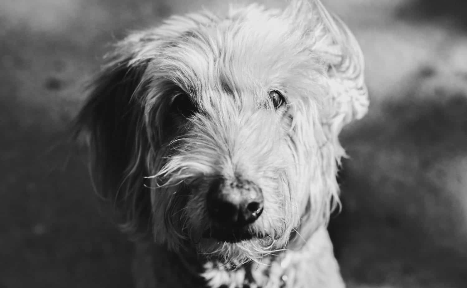 12 Husky Mix Dogs You Have To See to Believe | Your Dog Advisor