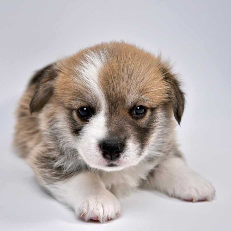 12 Insanely Cute Corgi Mix Dogs | Your Dog Advisor