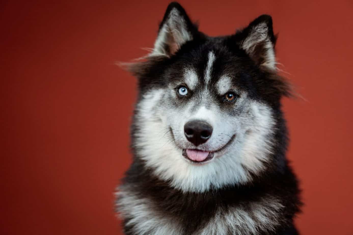 12 Husky Mix Dogs You Have To See to Believe | Your Dog Advisor