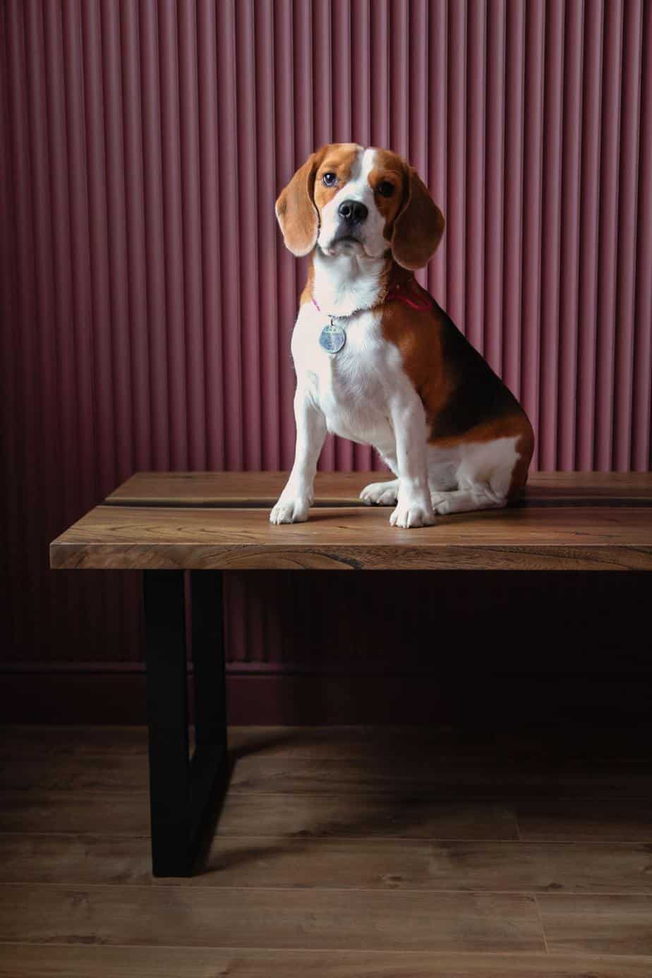 12 Beagle Mix Dogs Perfect For Families | Your Dog Advisor