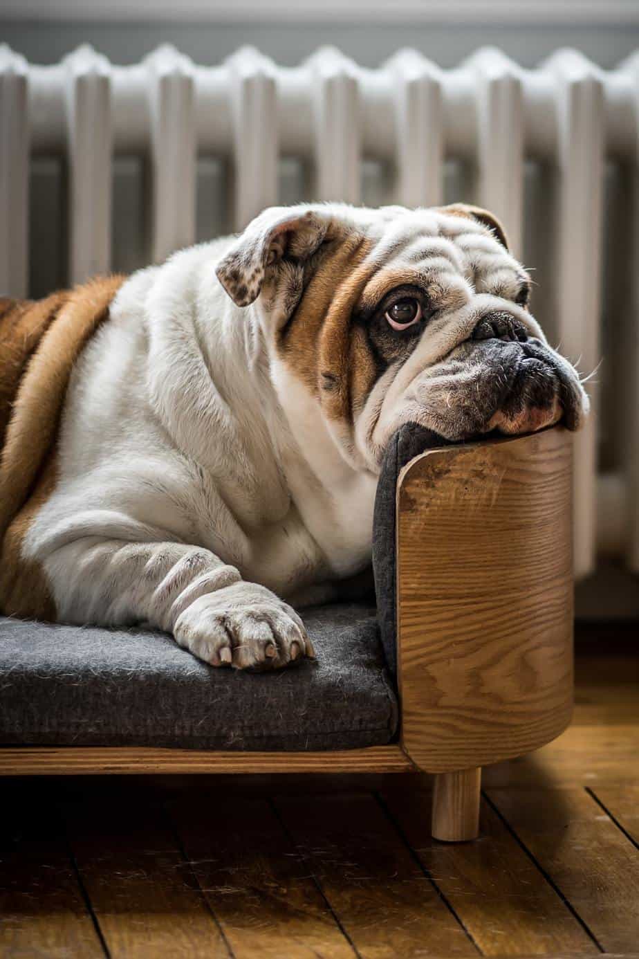 12 Bulldog Mix Dogs That Will Steal Your Heart | Your Dog Advisor