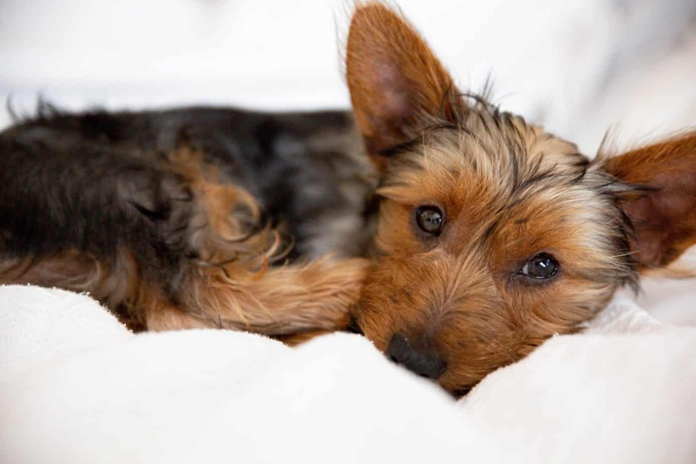 The Chorkie - Everything You Need To Know About The Chihuahua Yorkie ...