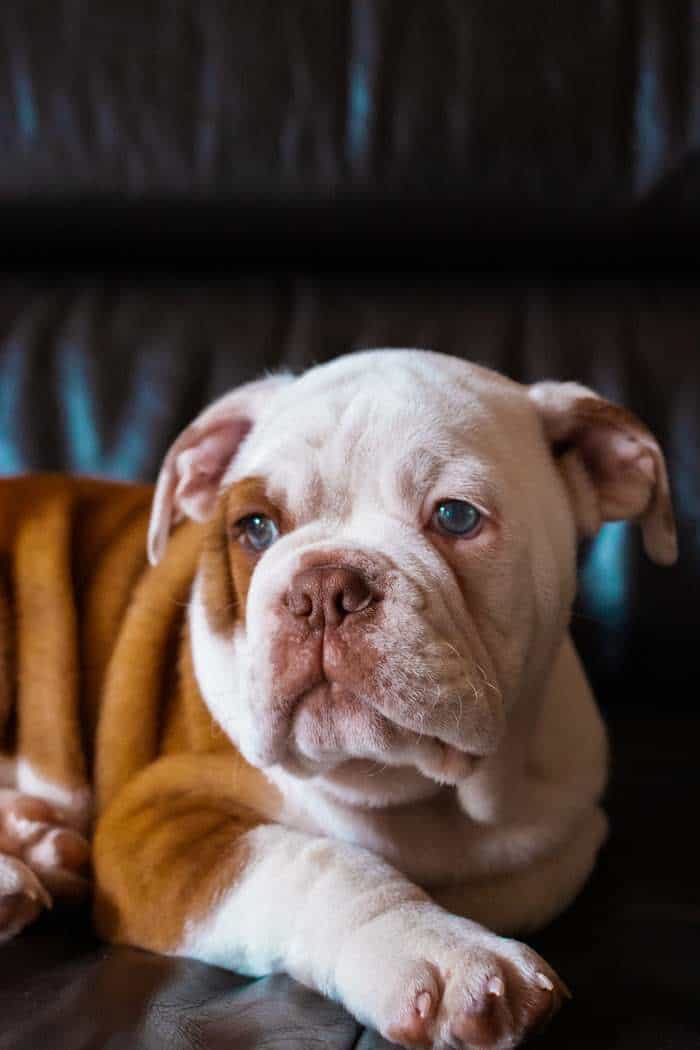 12 Bulldog Mix Dogs That Will Steal Your Heart | Your Dog Advisor