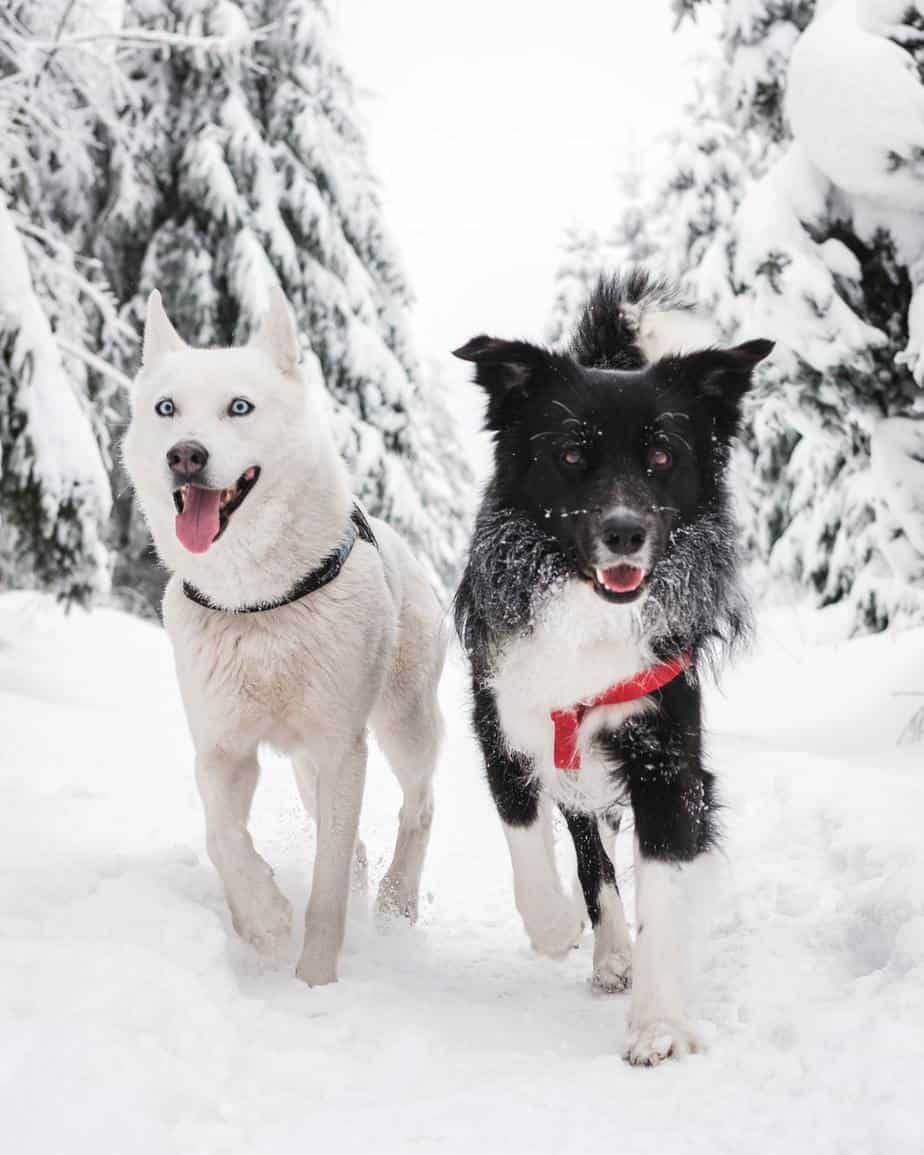 12 Husky Mix Dogs You Have To See to Believe | Your Dog Advisor
