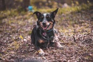 The Texas Heeler - Everything You Need To Know About This Unique Mix ...