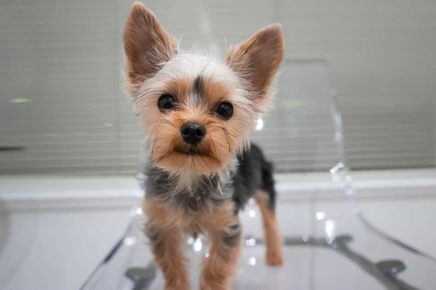 The Chorkie - Everything You Need To Know About The Chihuahua Yorkie ...