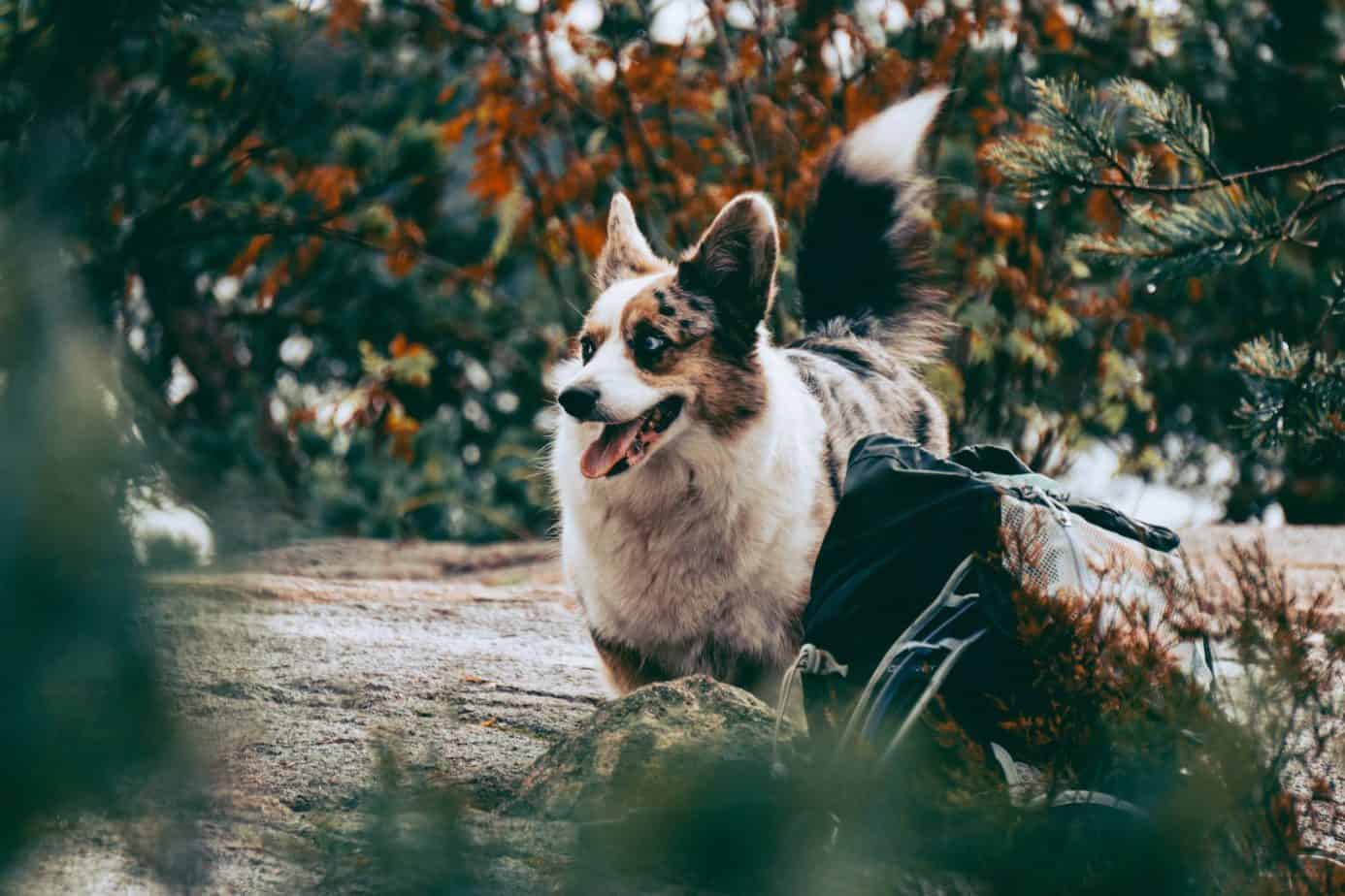 12 Insanely Cute Corgi Mix Dogs | Your Dog Advisor