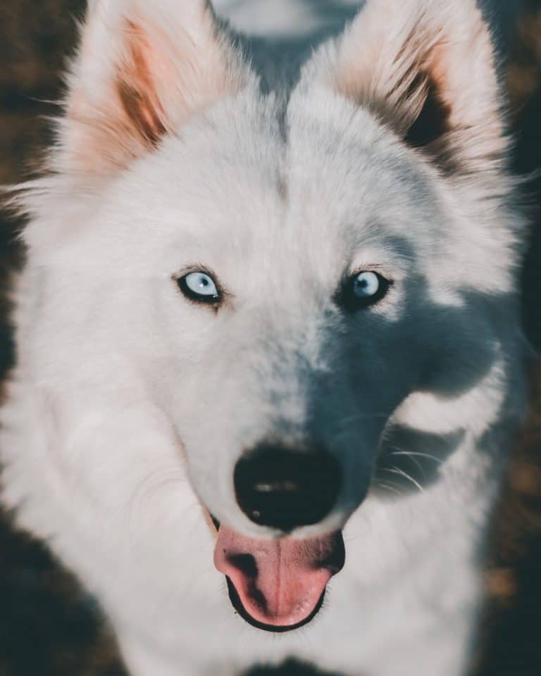12 Husky Mix Dogs You Have To See to Believe | Your Dog Advisor