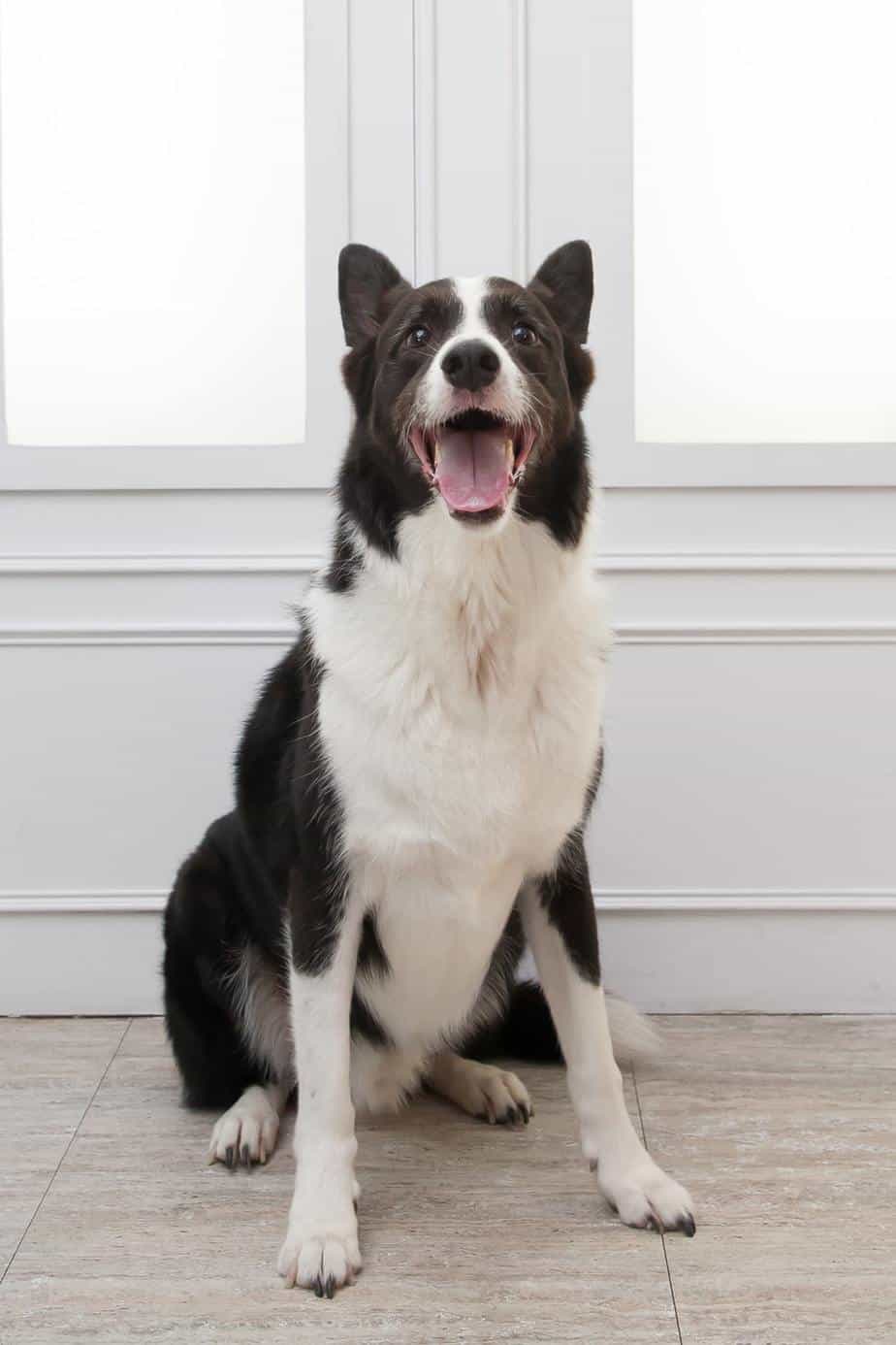 12 Border Collie Mix Dogs We’re Totally Obsessed With | Your Dog Advisor