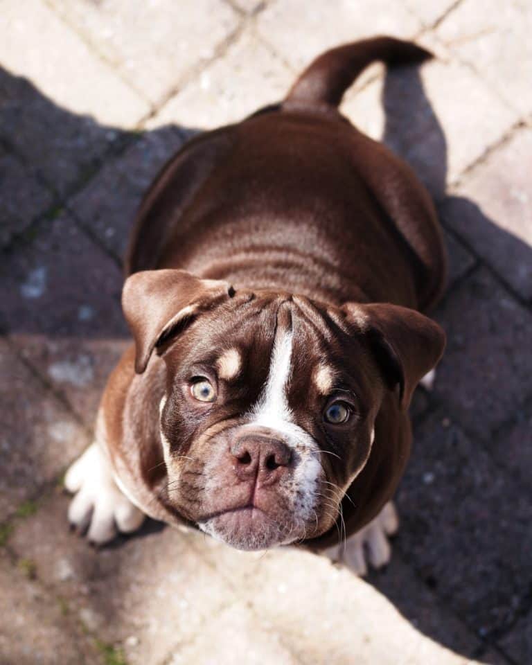 12 Bulldog Mix Dogs That Will Steal Your Heart | Your Dog Advisor