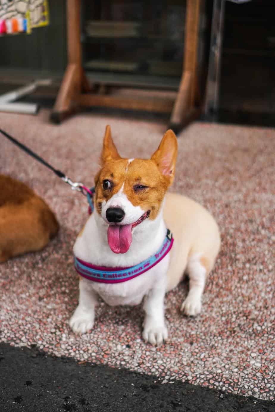 12 Insanely Cute Corgi Mix Dogs | Your Dog Advisor