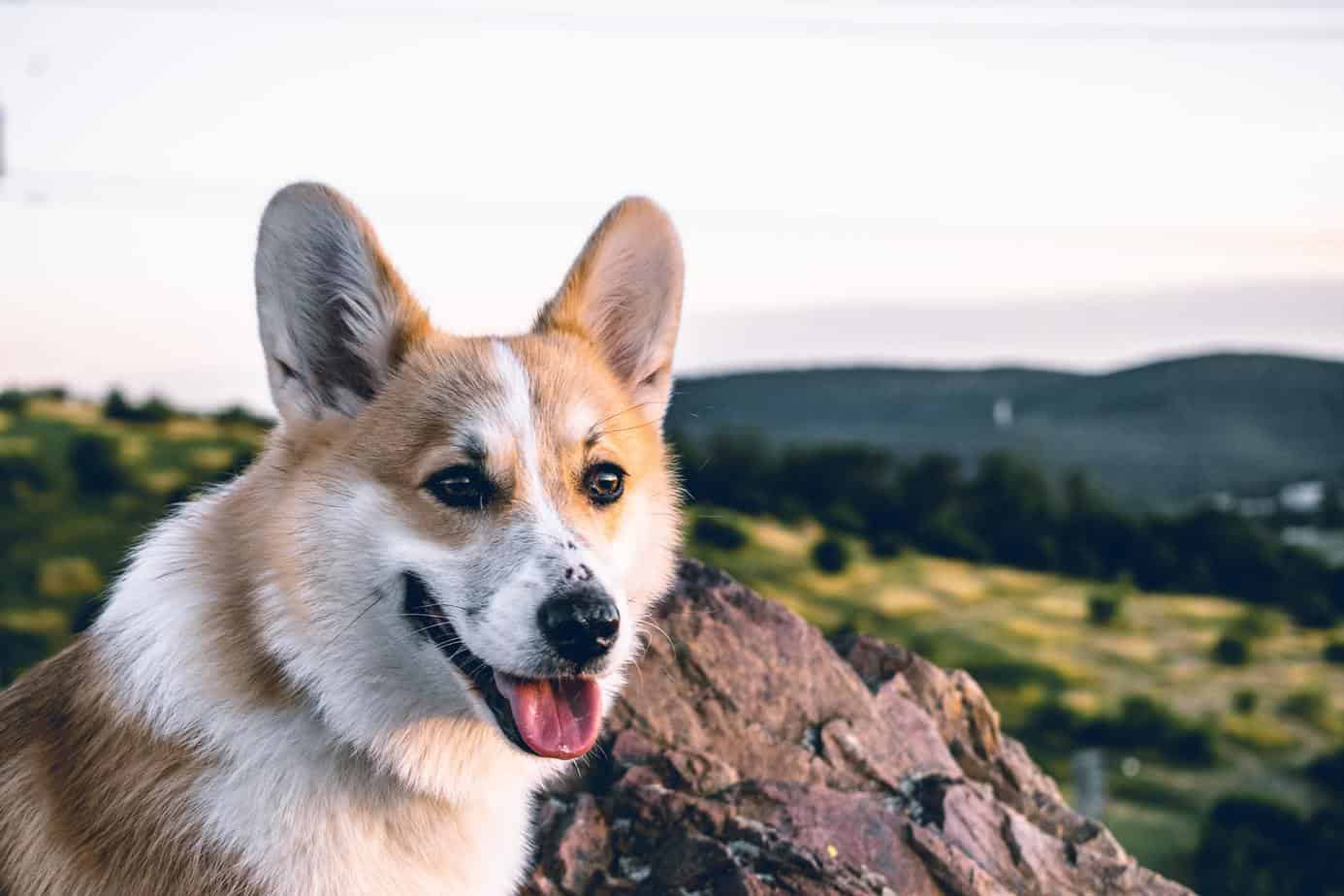 12 Insanely Cute Corgi Mix Dogs | Your Dog Advisor