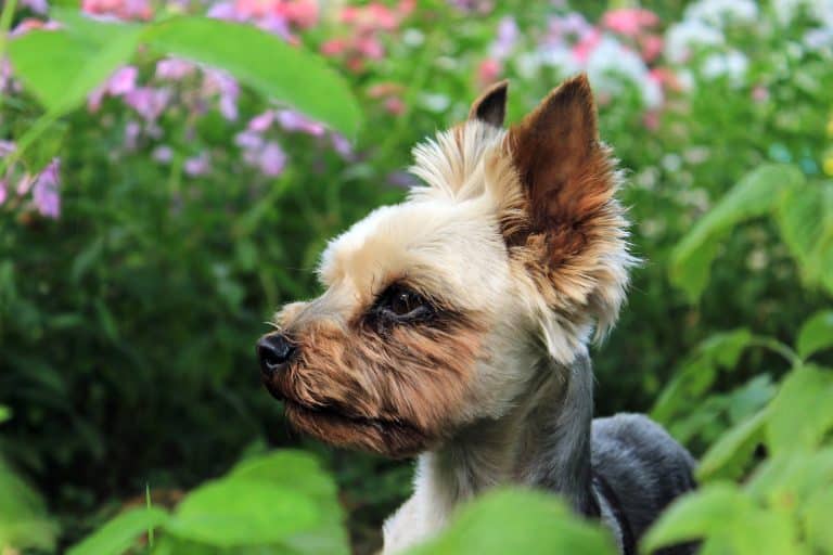 The Chorkie - Everything You Need To Know About The Chihuahua Yorkie ...