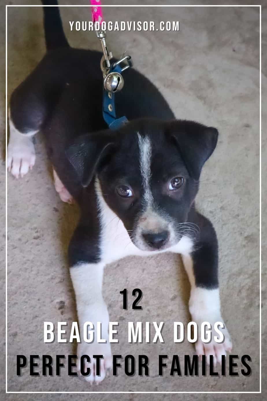 12 Beagle Mix Dogs Perfect For Families | Your Dog Advisor