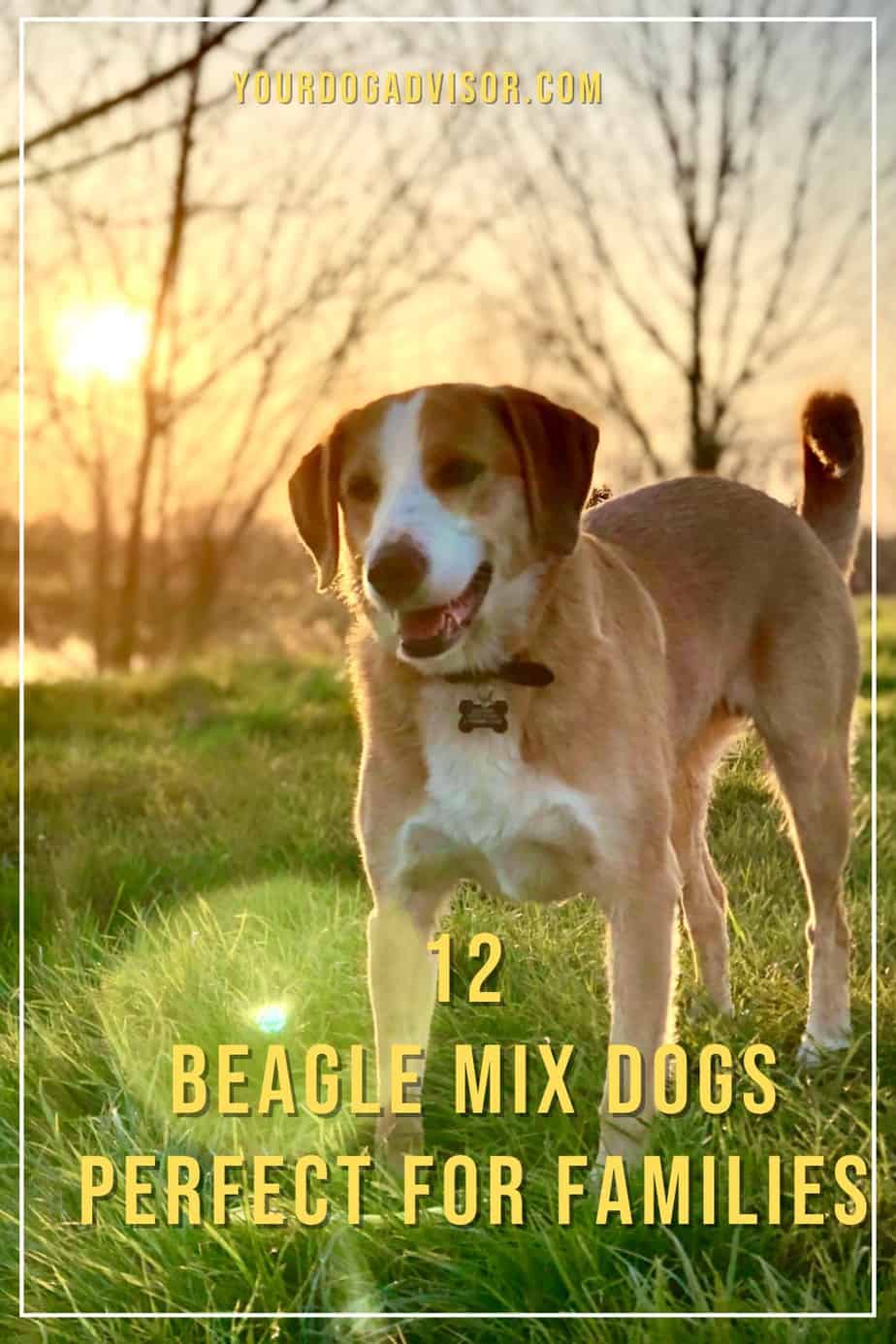 12 Beagle Mix Dogs Perfect For Families | Your Dog Advisor