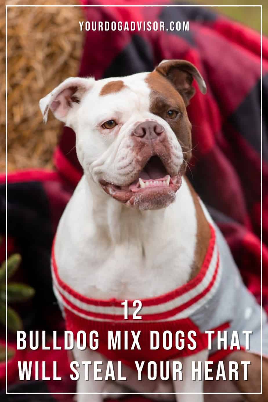 12 Bulldog Mix Dogs That Will Steal Your Heart | Your Dog Advisor