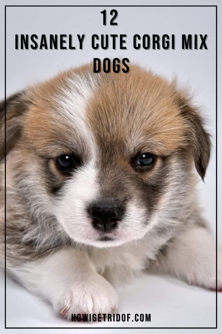 12 Insanely Cute Corgi Mix Dogs | Your Dog Advisor