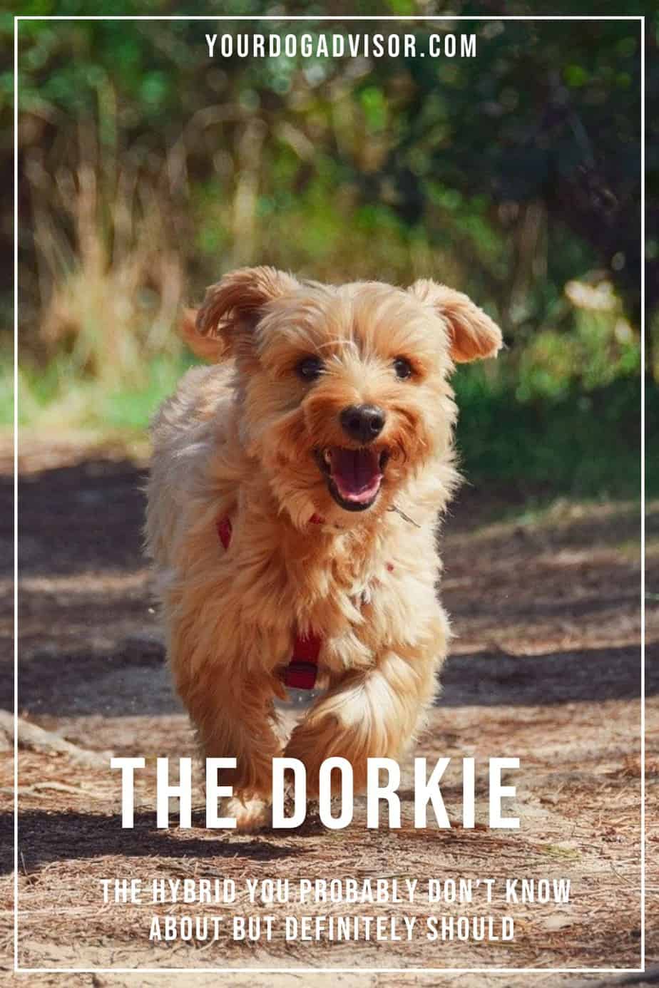 The Dorkie - The Hybrid You Probably Don’t Know About But Definitely ...