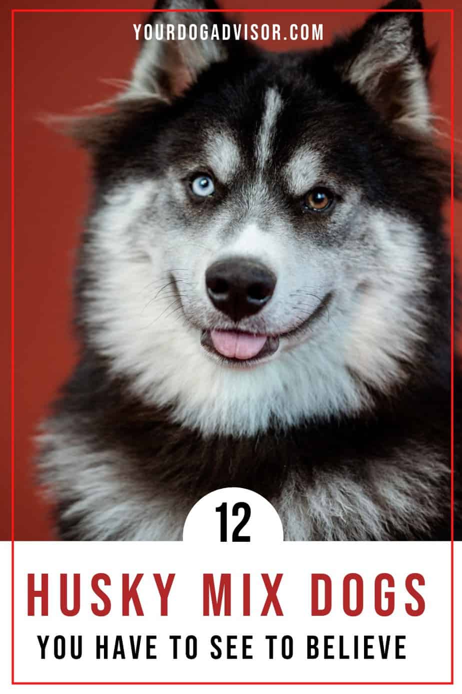 12 Husky Mix Dogs You Have To See to Believe | Your Dog Advisor