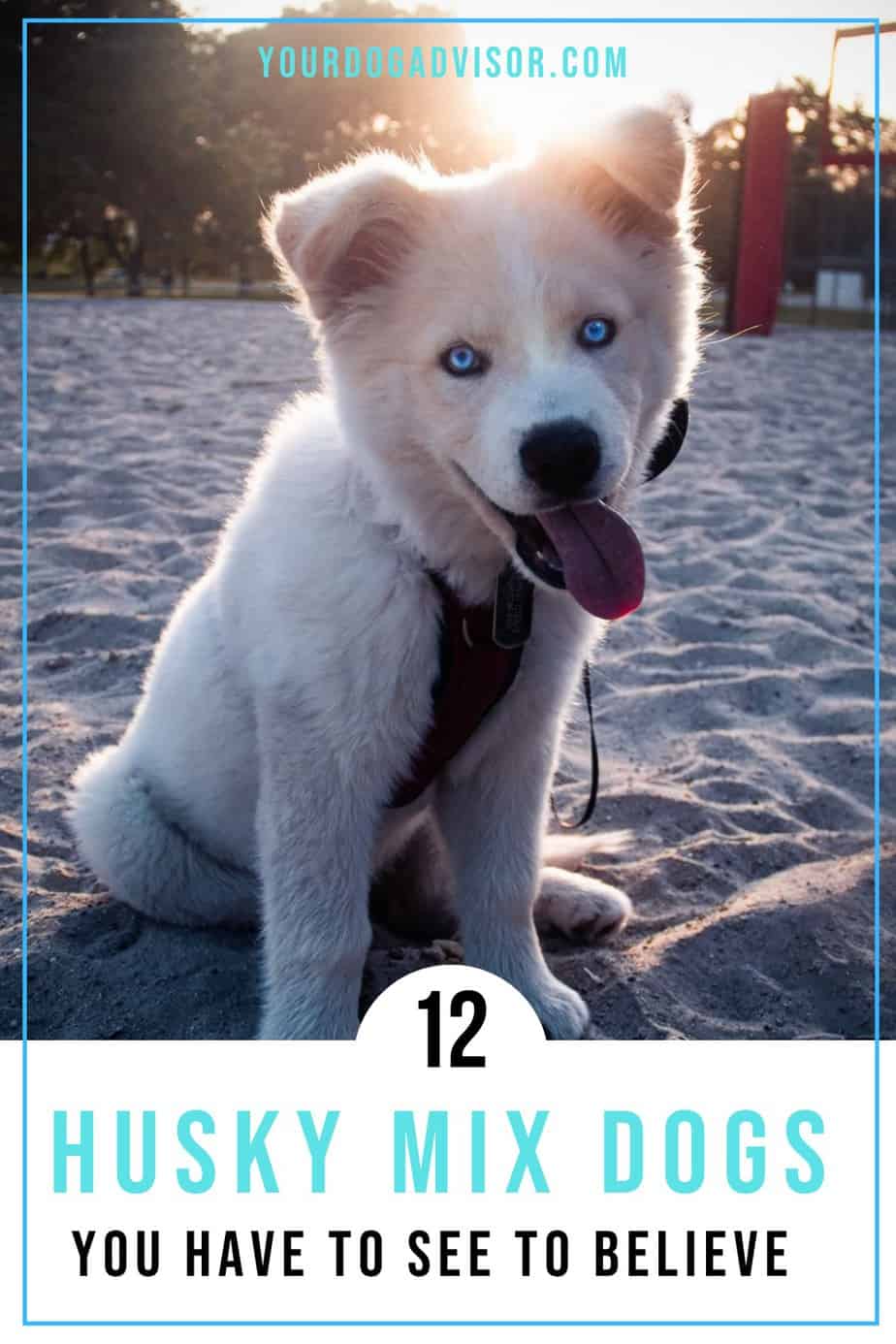 12 Husky Mix Dogs You Have To See to Believe | Your Dog Advisor
