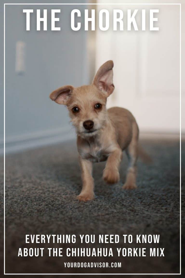 The Chorkie - Everything You Need To Know About The Chihuahua Yorkie ...
