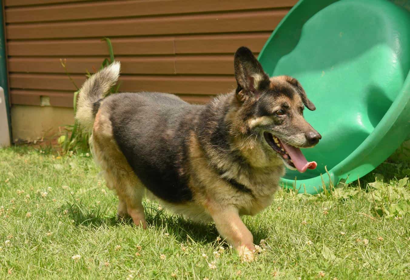 German Shepherd Corgi Mix Breed 10 Things To Know Your Dog Advisor