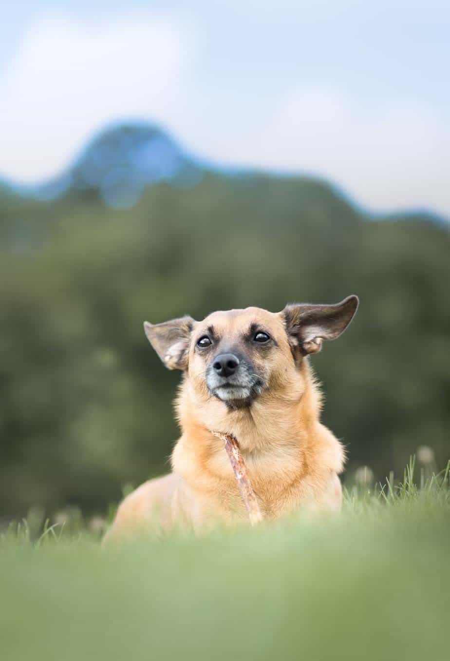 German Shepherd Corgi Mix Breed - 10 Things to Know | Your Dog Advisor