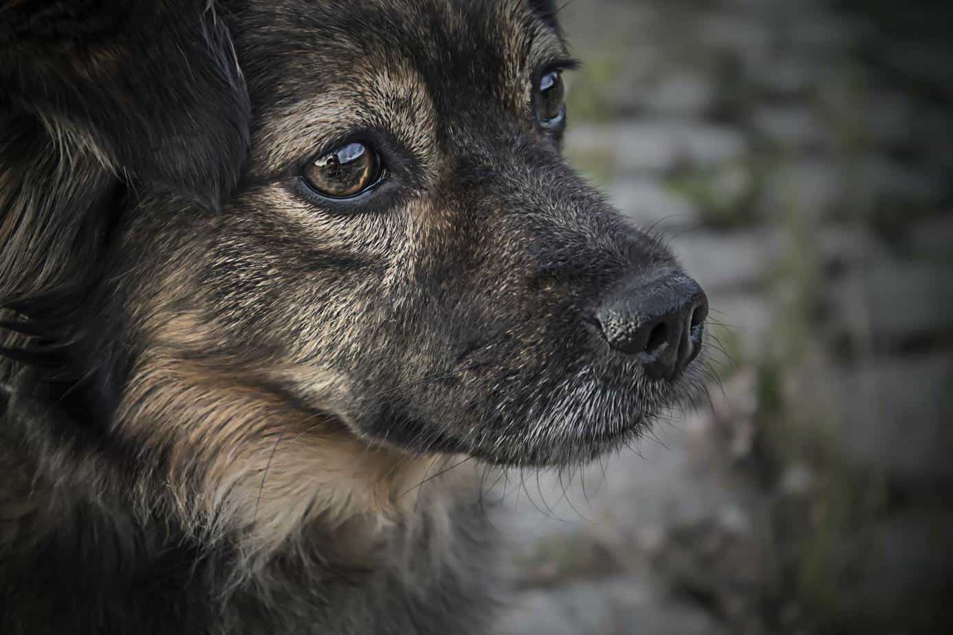 German Shepherd Corgi Mix Breed - 10 Things to Know | Your Dog Advisor