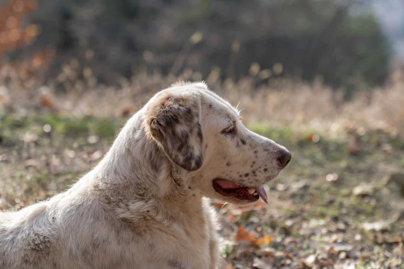 12 Catahoula Mix Dogs You Simply Have To See | Your Dog Advisor