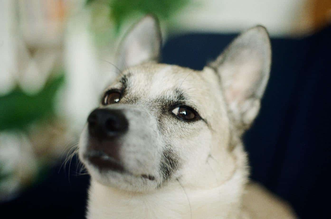 Shiba Inu Husky Mix - Your Ultimate Breed Information Guide | Your Dog ...