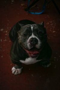 The Shorty Bull - What You Should Know Before You Invest | Your Dog Advisor