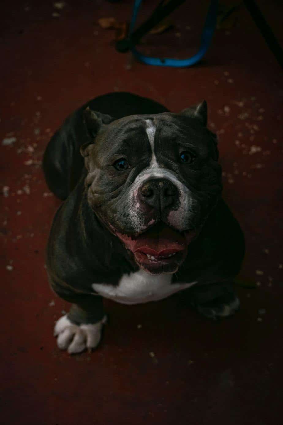 The Shorty Bull - What You Should Know Before You Invest | Your Dog Advisor