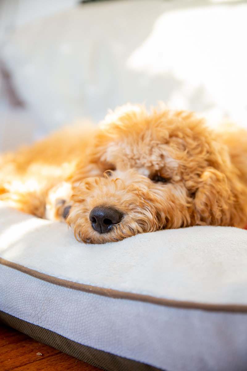 The Irish Doodle - Your Ultimate Breed Review | Your Dog Advisor