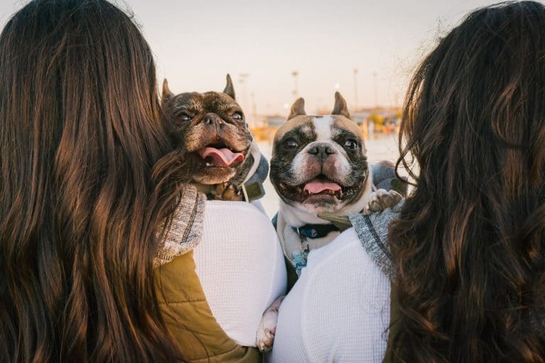The Shorty Bull - What You Should Know Before You Invest | Your Dog Advisor