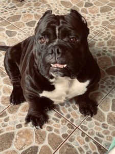 The Shorty Bull - What You Should Know Before You Invest | Your Dog Advisor