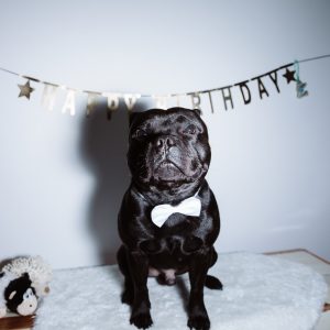 The Shorty Bull - What You Should Know Before You Invest | Your Dog Advisor