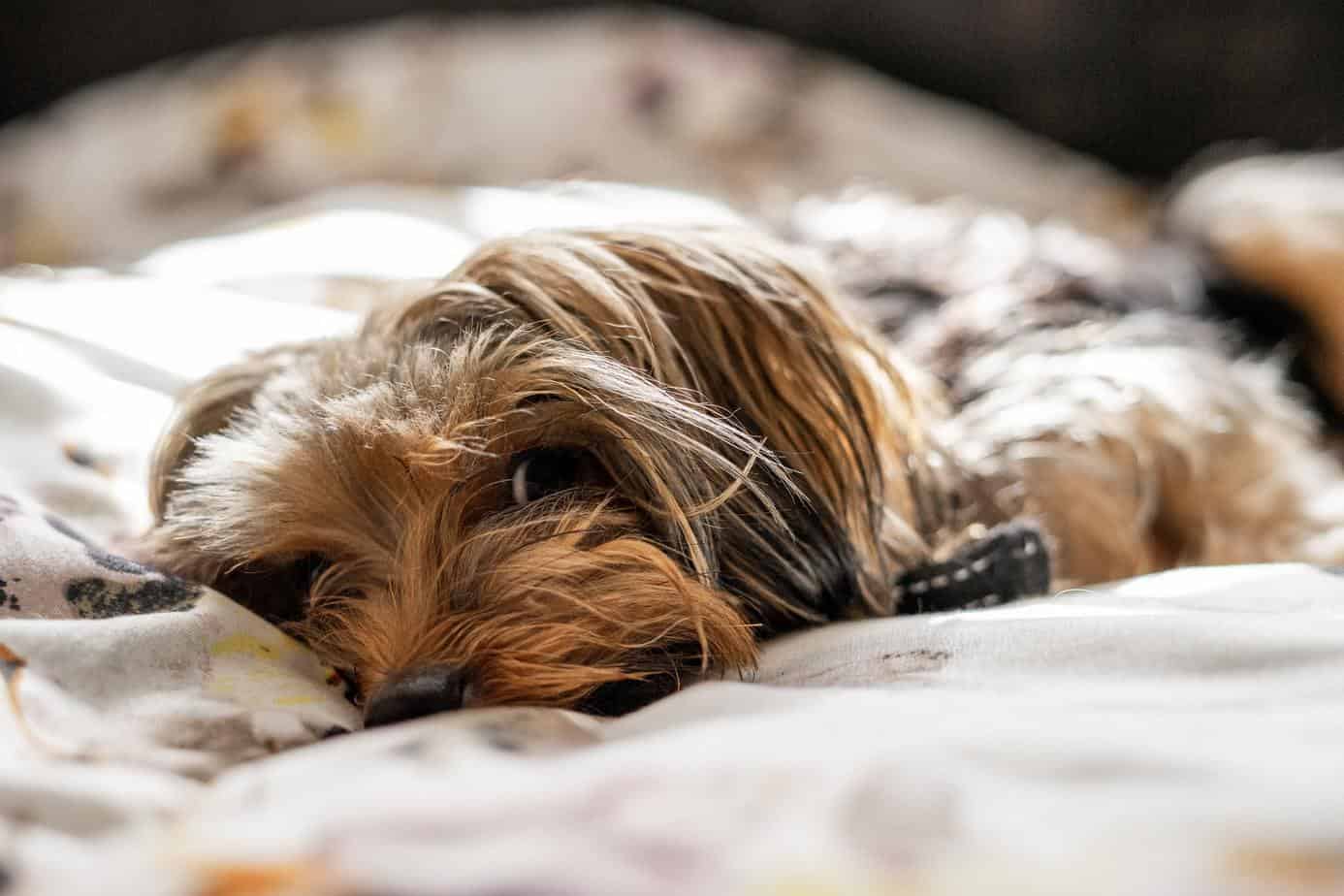 The Snorkie - Your Ultimate Breed Review | Your Dog Advisor